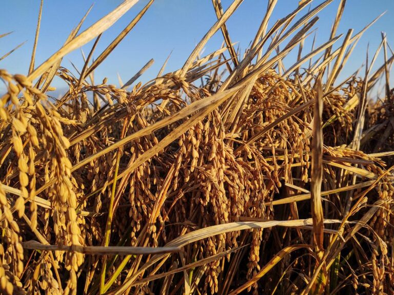 Discover the Flavors of Delta Blues Rice and Two Brooks Farm This Rice ...