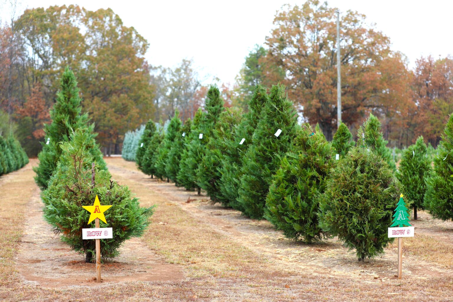 Unwrapping the History and Heart of Mississippi's Christmas Tree ...