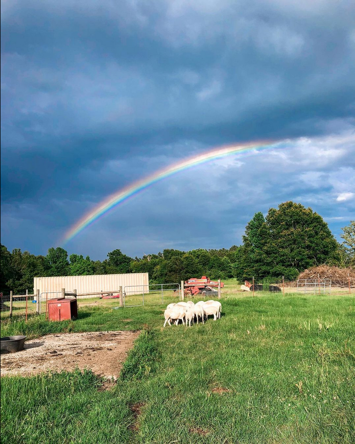 Loch Ross Farms - Genuine MississippiGenuine Mississippi